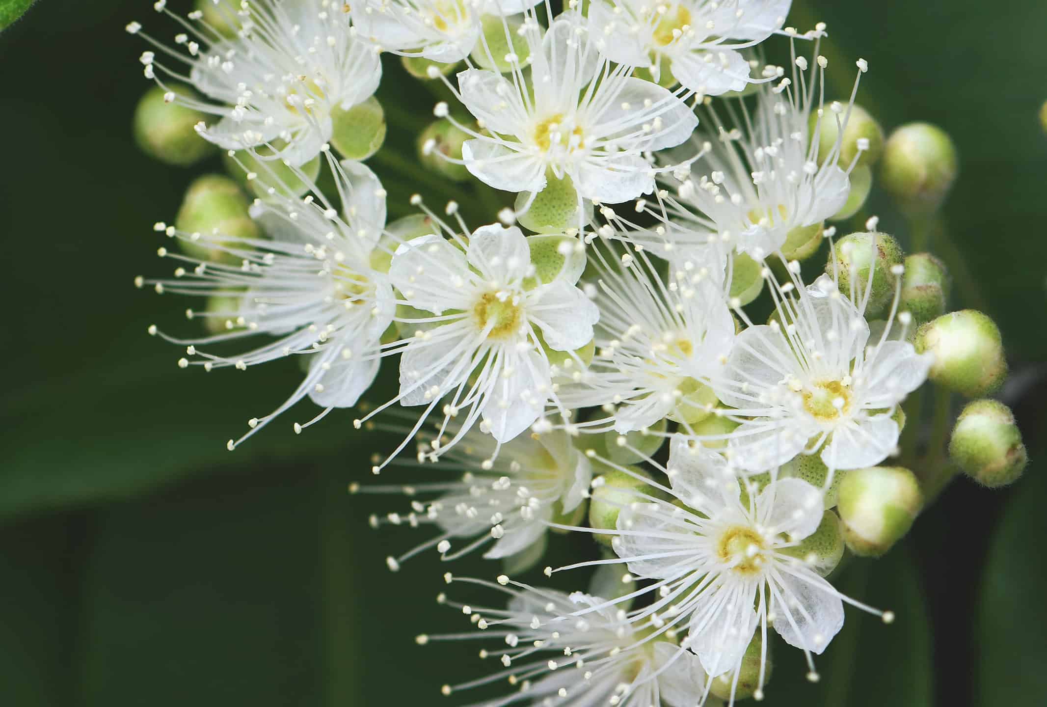 Myrtle Bonsai Tree Varieties, Care, and Propagation Tips