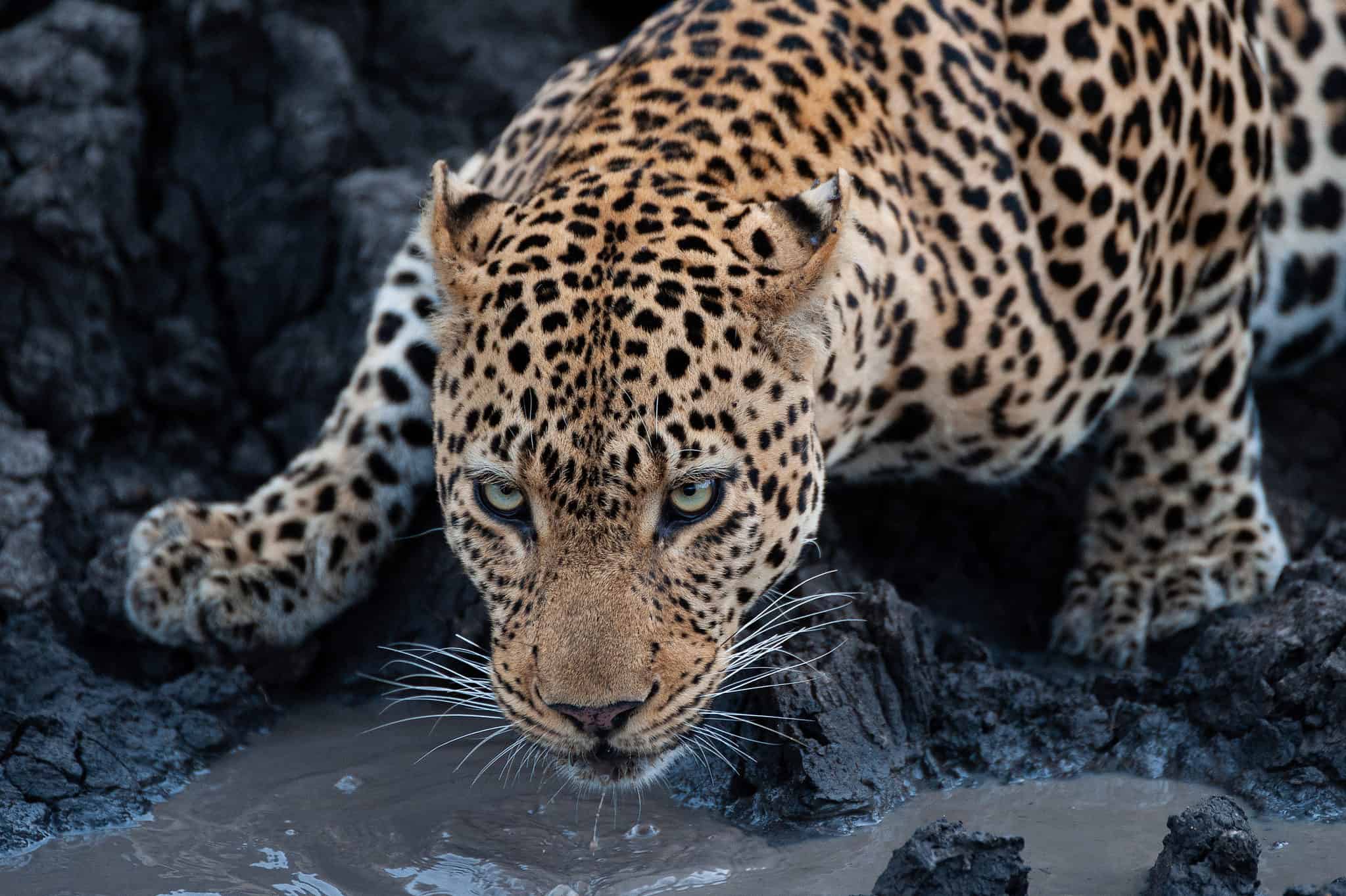 Okapi Animal Facts - Okapia johnstoni - A-Z Animals