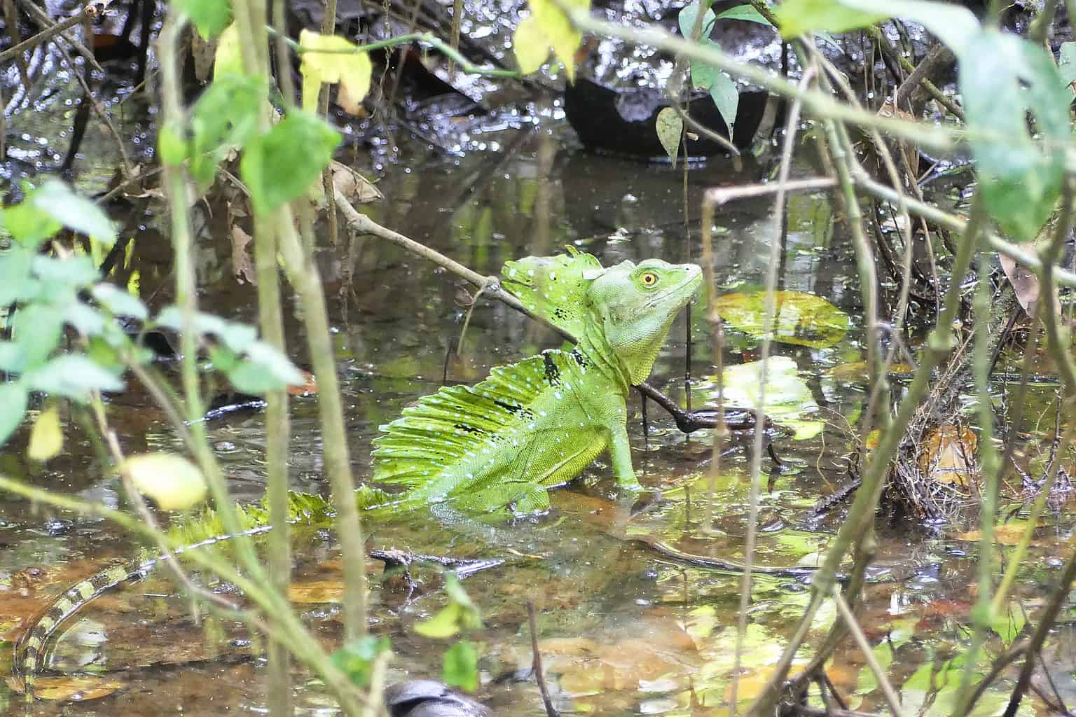 Bipedal Animals: Incredible Creatures That Walk on Two Legs - A-Z Animals