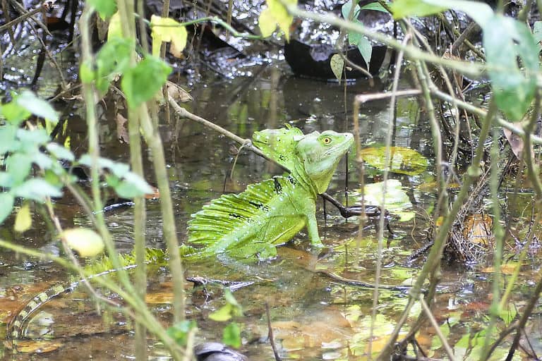 Bipedal Animals: Incredible Creatures That Walk on Two Legs - A-Z Animals