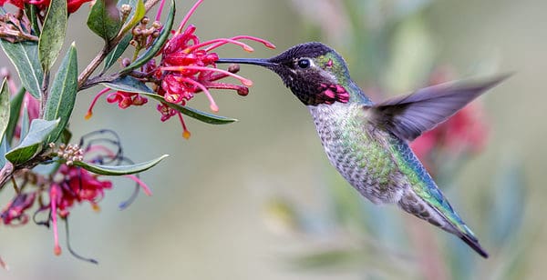 What Temperature is Too Cold for Hummingbirds? - A-Z Animals