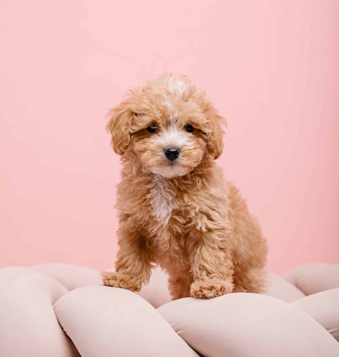 Maltipoo Dog Breed Complete Guide - A-Z Animals