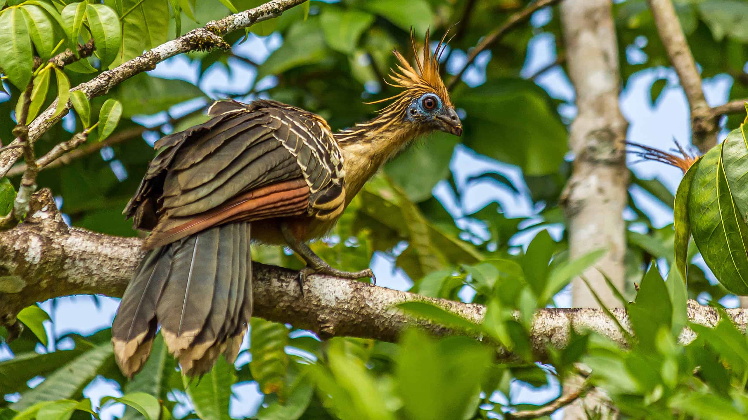 The Amazon Bird That Digests Like a Cow (and Smells Like One Too) - A-Z ...