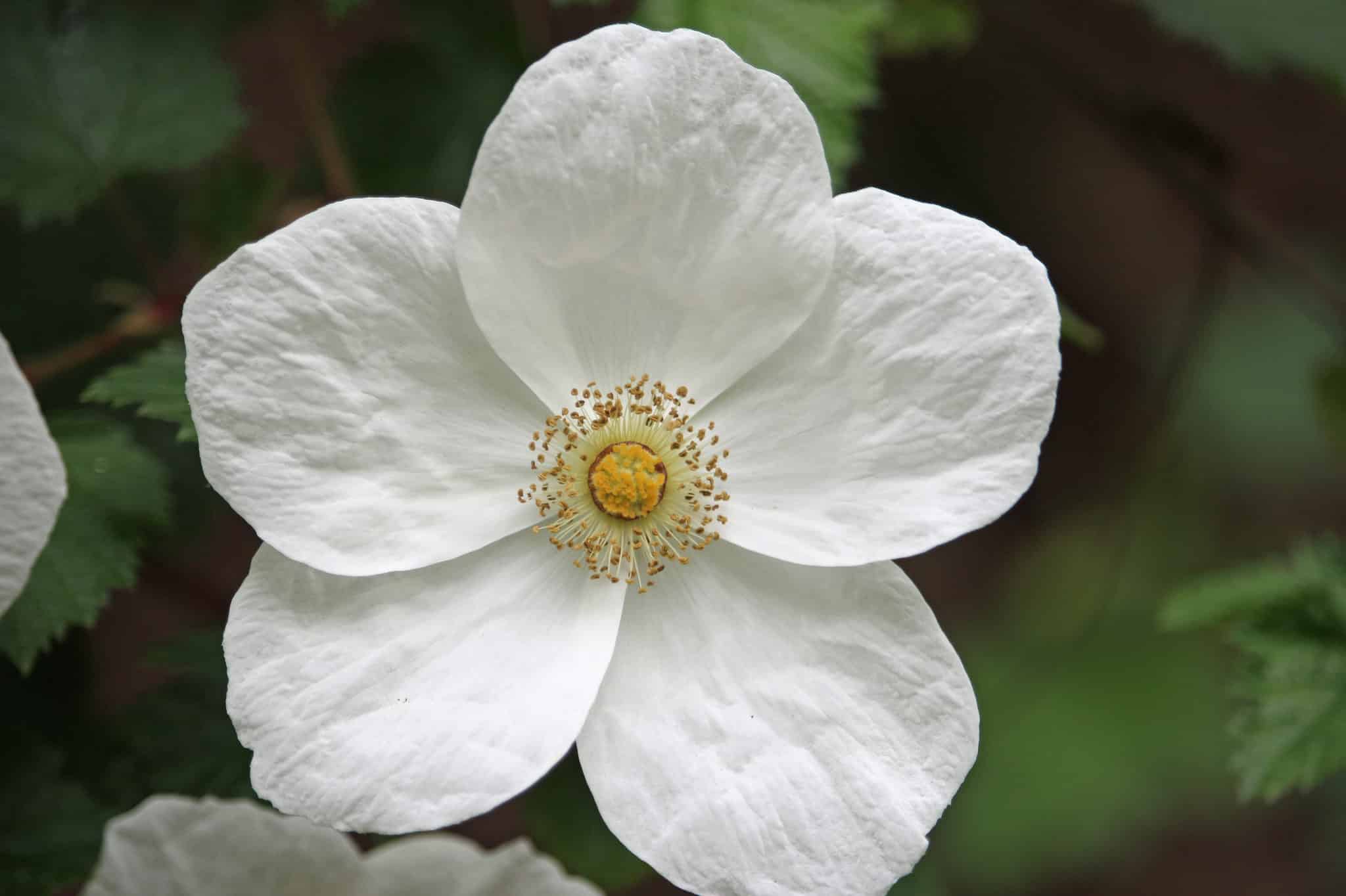 18 Gorgeous Flowers Native to the Philippines - A-Z Animals