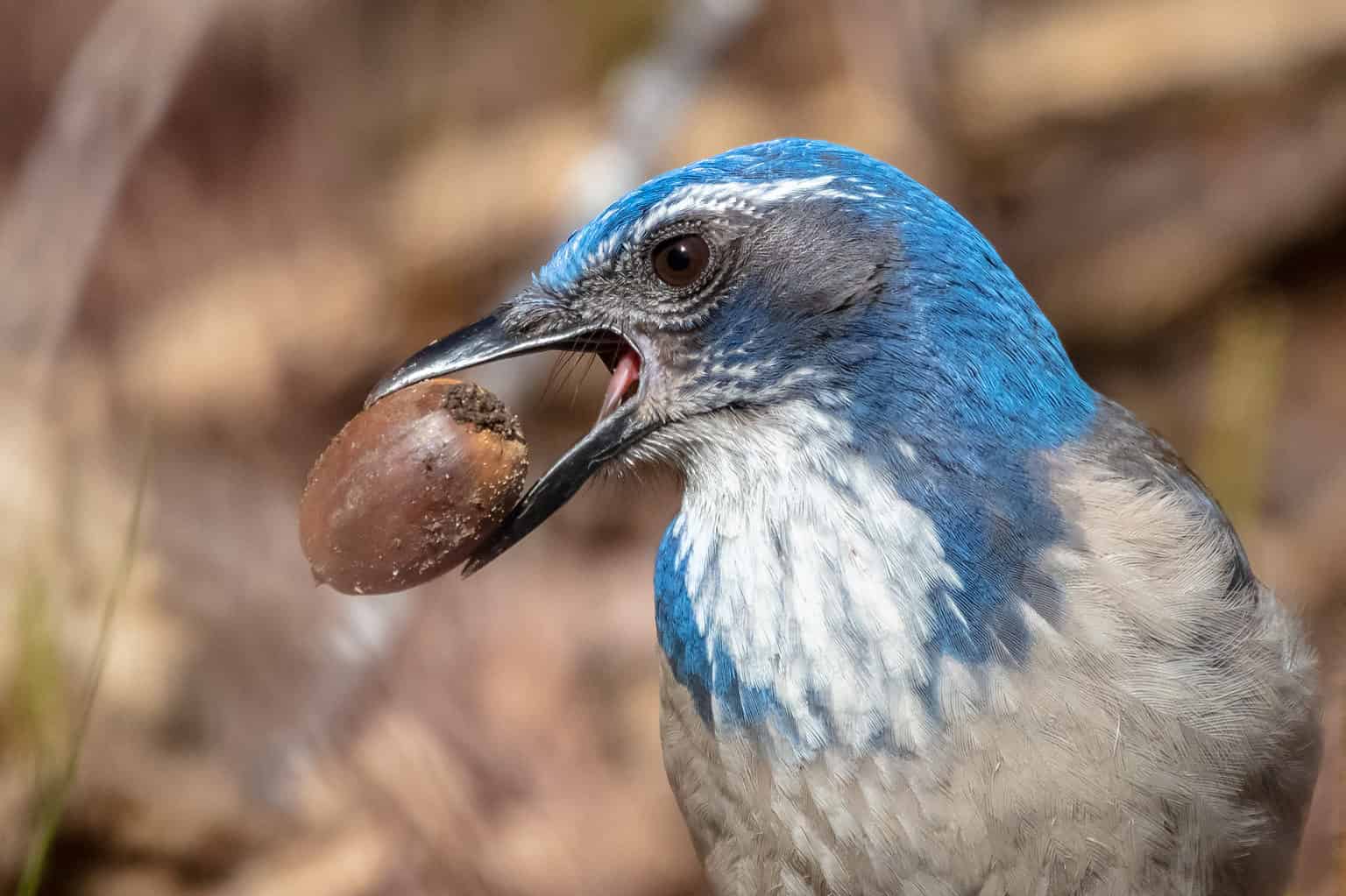 8 Birds That Look Like Blue Jays (And How to Spot the Difference) - A-Z ...