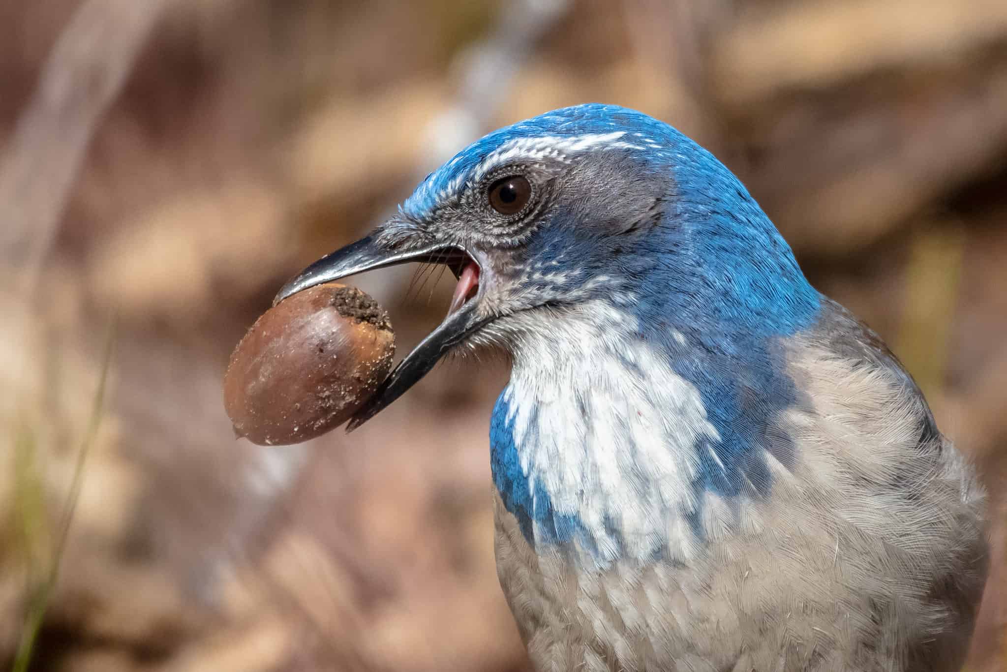 8 Birds That Look Like Blue Jays (And How to Spot the Difference) - A-Z ...