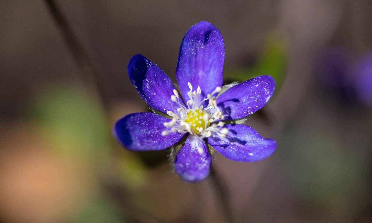 11 Native Plants in Washington - A-Z Animals