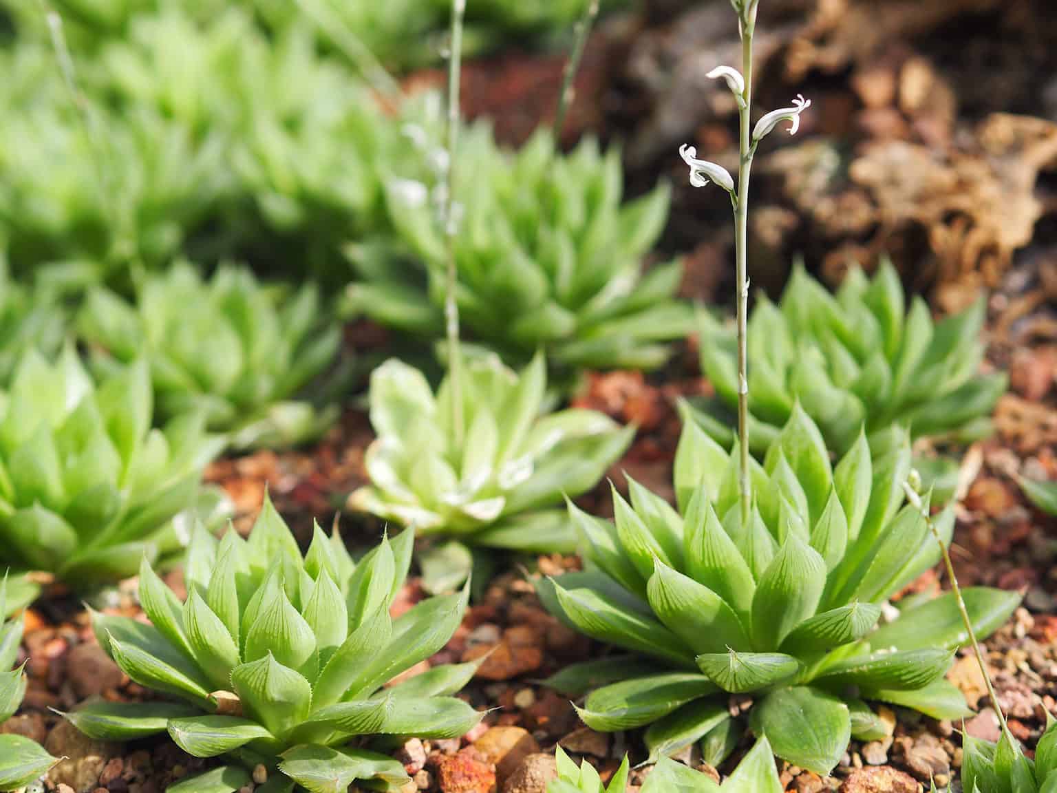 Types Of Haworthia Succulents - A-Z Animals