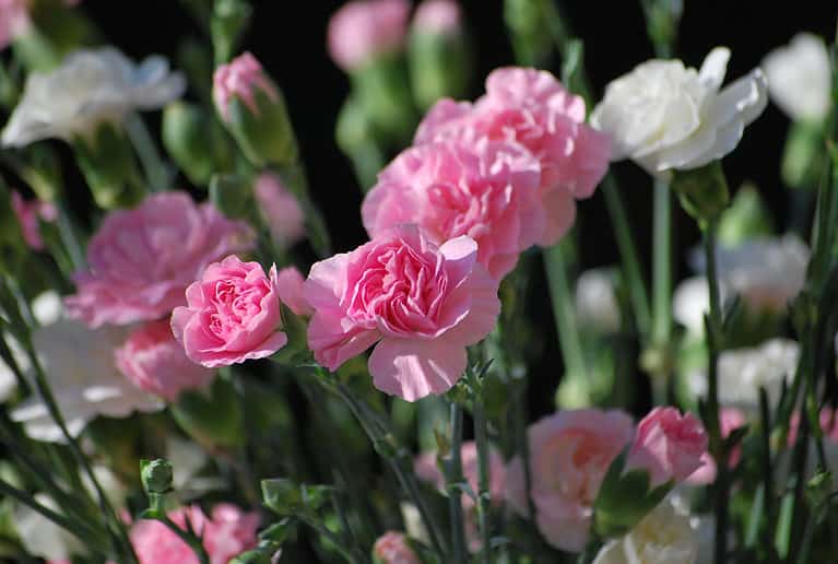 Carnations: Meaning, Symbolism, and Proper Occasions for This Iconic ...