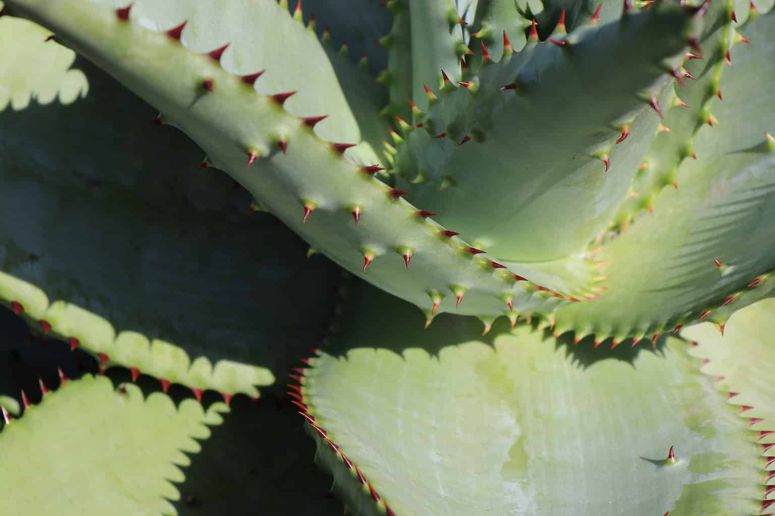 Succulent vs. Aloe Vera: Similarities and Differences - A-Z Animals