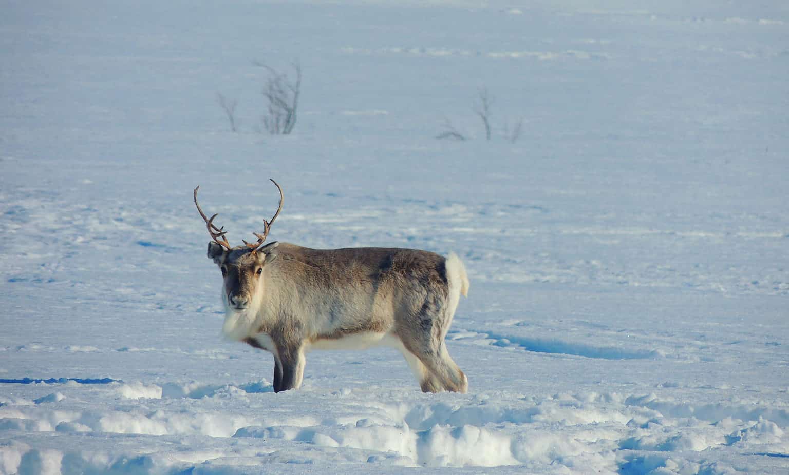 Are Reindeer Really Deer? Exploring Their Evolution and Distinct ...