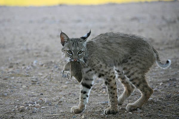 Bobcats in Florida: How Many Are There and Where Do They Live? - A-Z ...