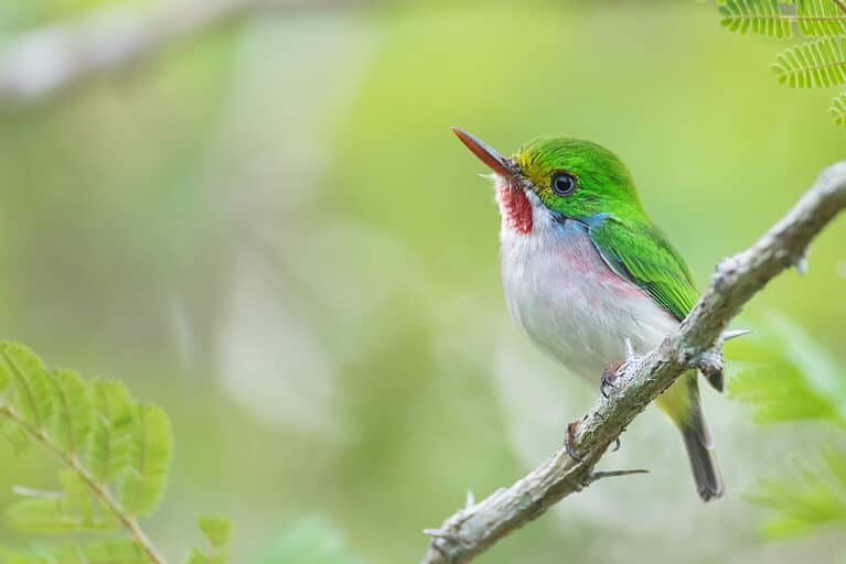 Meet The 12 Cutest Birds In The World - A-Z Animals
