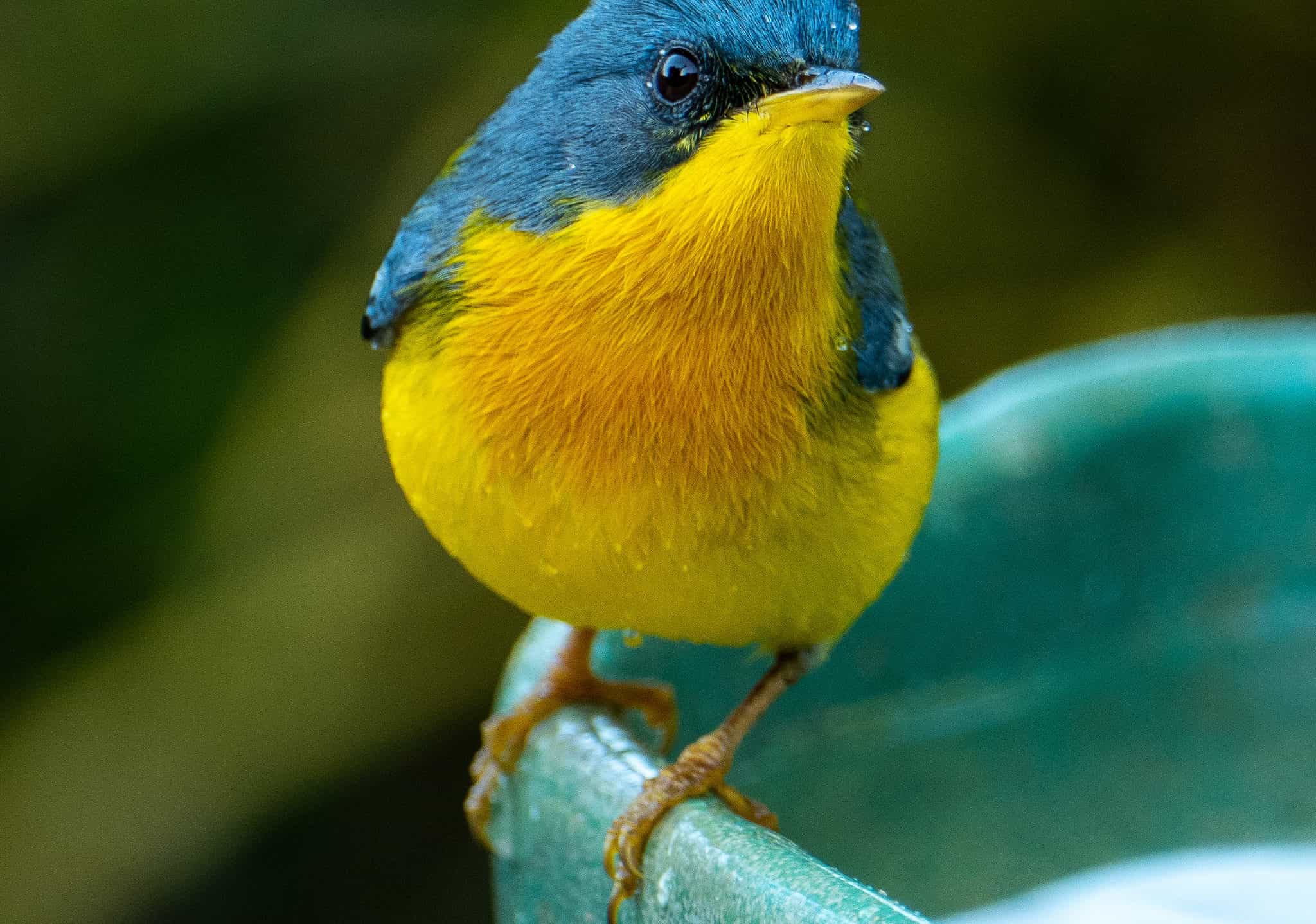 Meet The 12 Cutest Birds In The World - A-Z Animals
