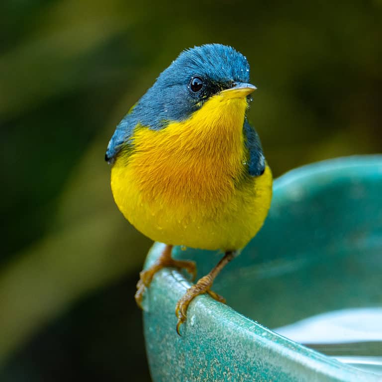 Meet The 12 Cutest Birds In The World - A-Z Animals