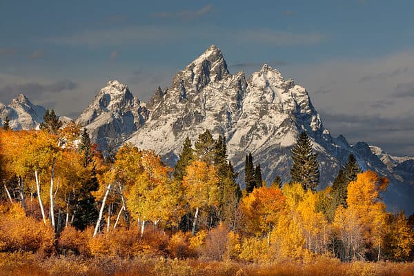 9 Beautiful Trees Native to Wyoming - AZ Animals