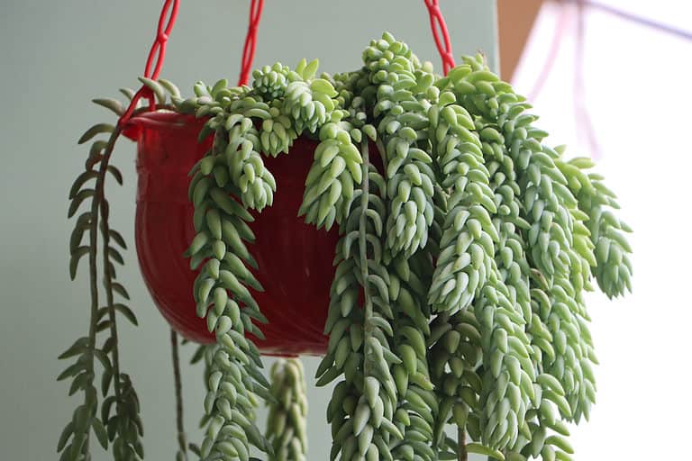 Donkey Tail Care and Growth Tips - A-Z Animals