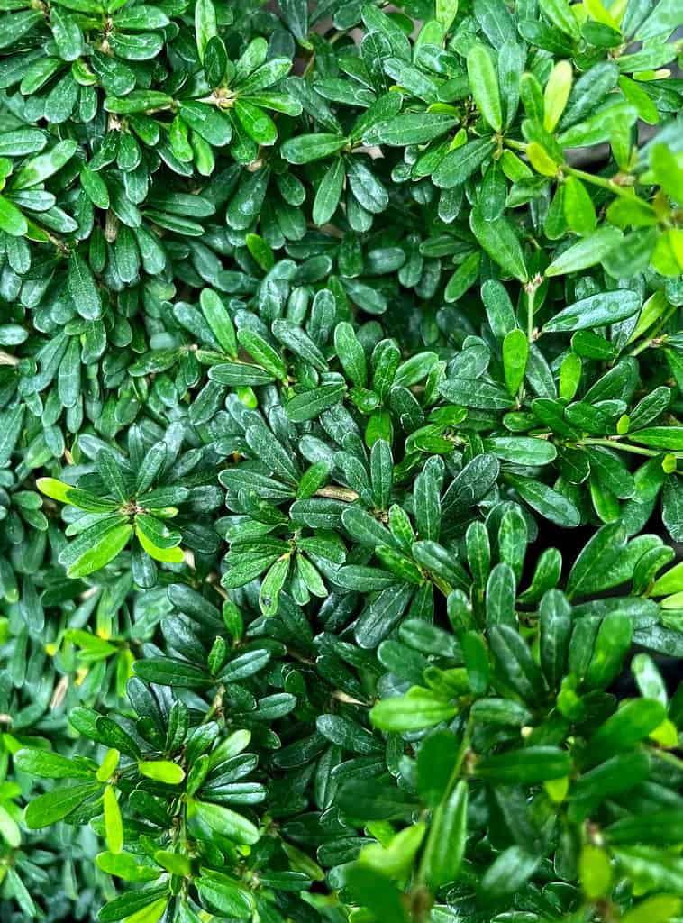 Black Olive Bonsai: Varieties, How to Propagate, and More