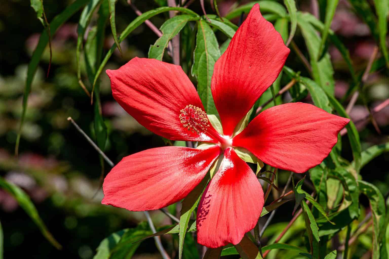 18 Gorgeous Flowers That Start With S - A-Z Animals