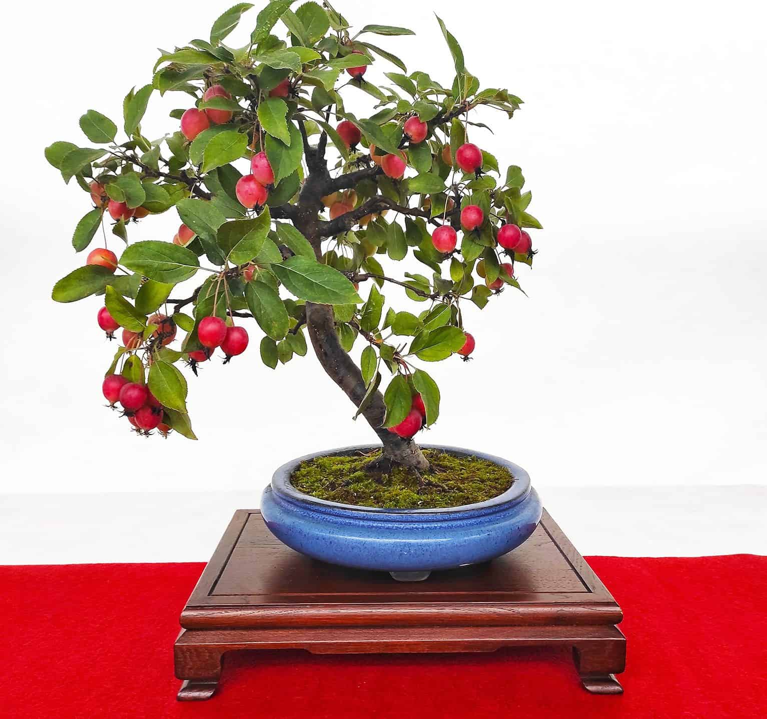 Apple Bonsai Tree: Varieties, How to Propagate, and More