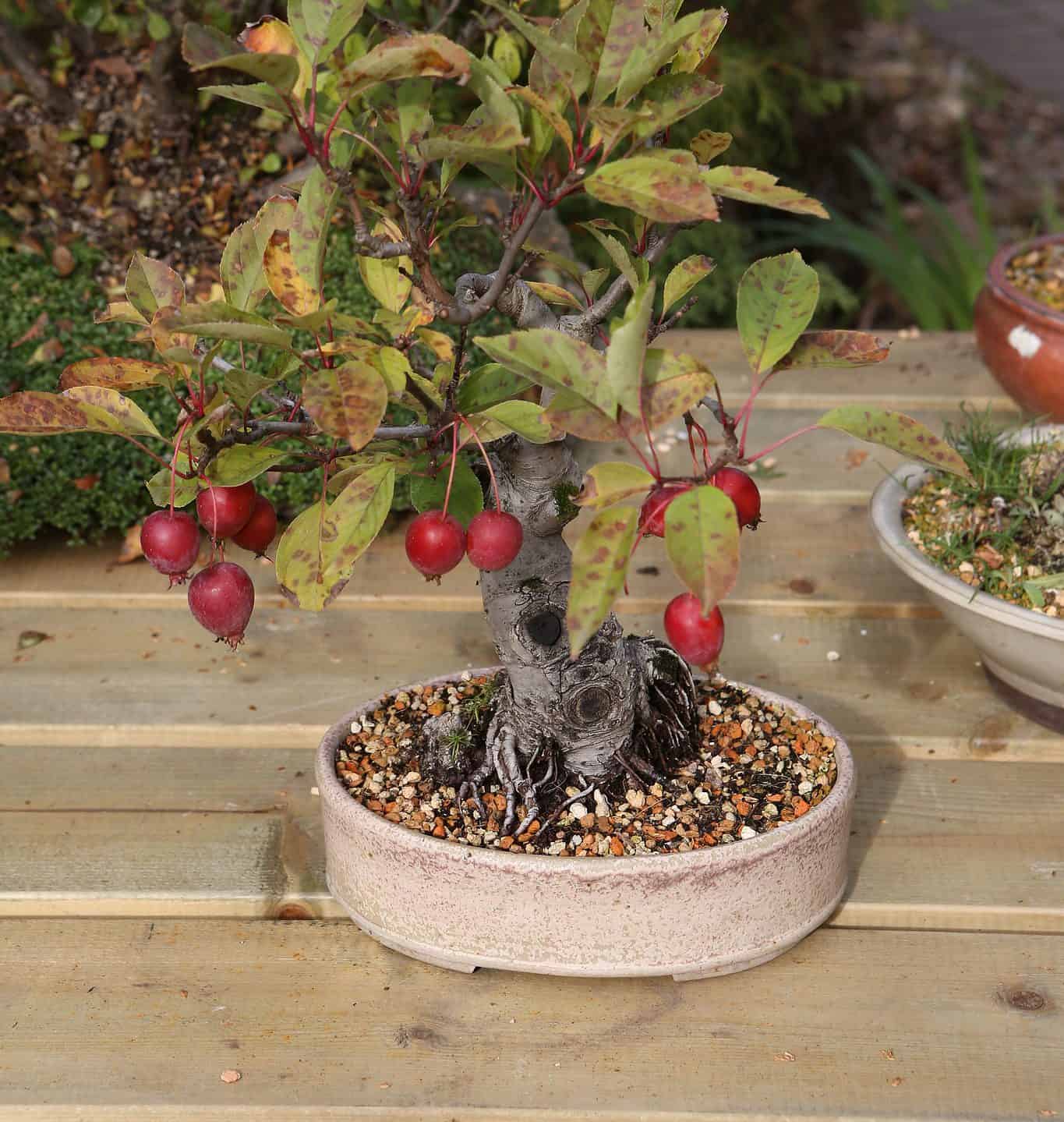 Apple Bonsai Tree: Varieties, How to Propagate, and More