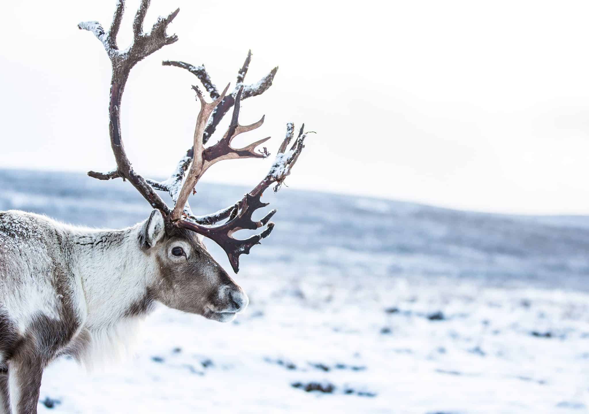 Are Reindeer Really Deer? Exploring Their Evolution and Distinct ...