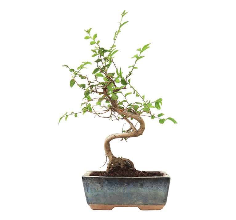 Bird Plum Bonsai: Care Guide, Propagation, Tips, and More
