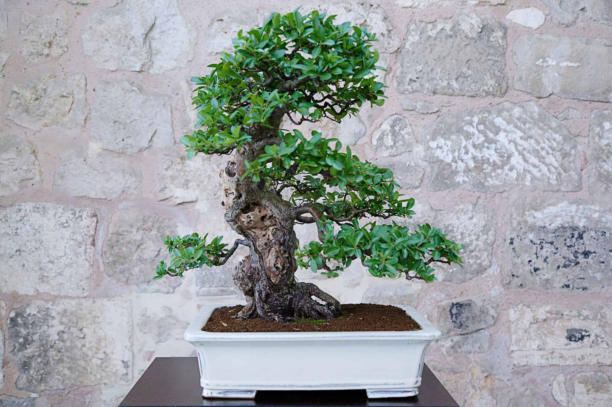 Firethorn Bonsai Tree Varieties, Care Guide & Propagation Tips