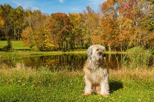 Teaching the Basics: Step-by-Step Guide on How to Teach a Dog to Sit ...