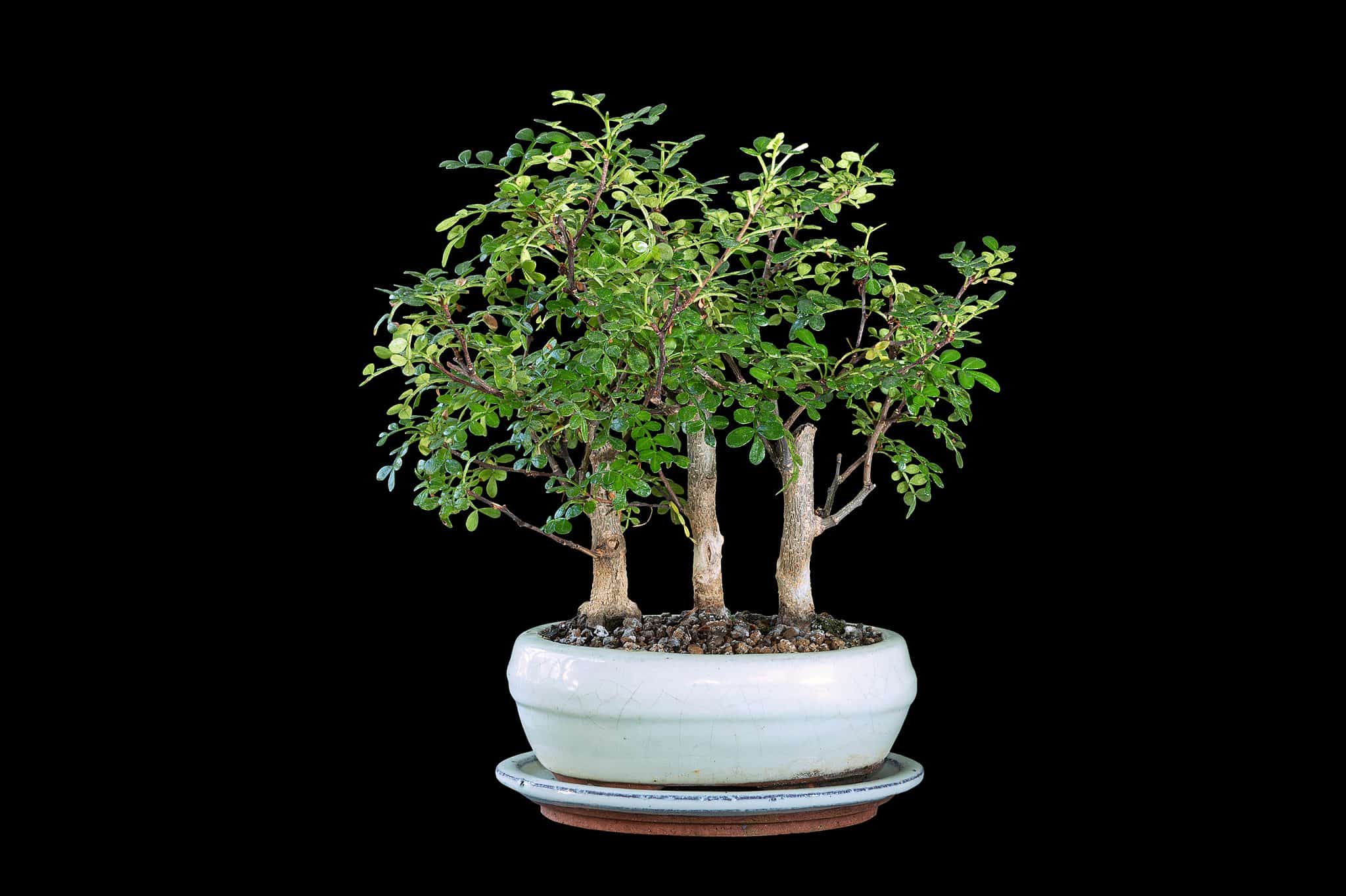Chinese Pepper Bonsai: Care Guide, Varieties, Tips, and More