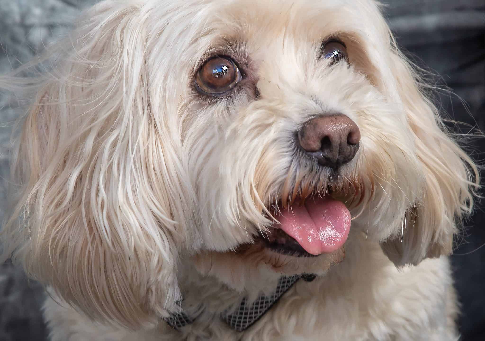 12 Adorable Types of Maltese Dog Breeds - A-Z Animals