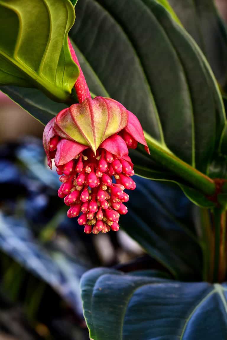18 Gorgeous Flowers Native to the Philippines - A-Z Animals
