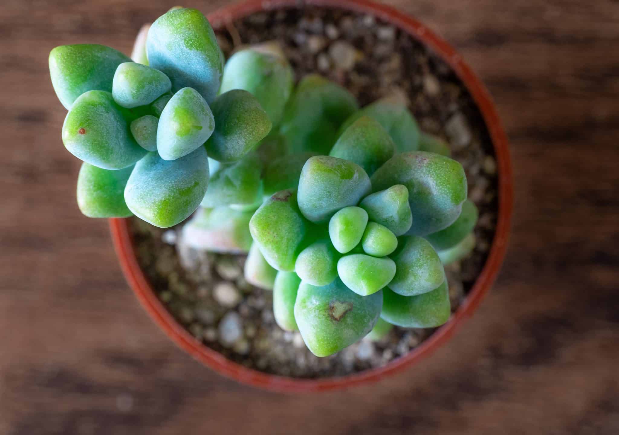 Donkey Tail Care and Growth Tips - A-Z Animals