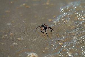 Diving Bell Spider (Water Spider) - A-Z Animals