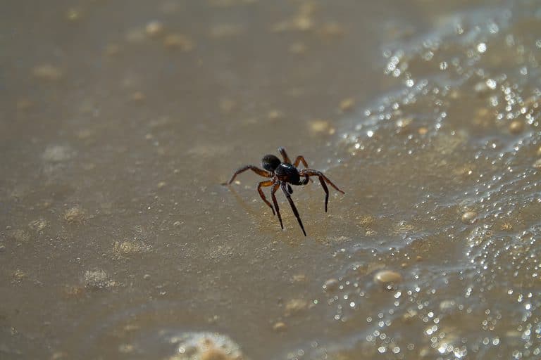 Diving Bell Spider (Water Spider) Animal Facts - A-Z Animals