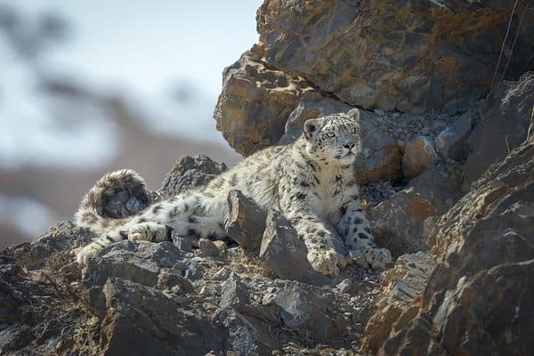 10 Key Facts About Snow Leopards - A-Z Animals