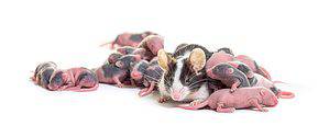 Fancy Mouse Animal Facts - Mus musculus - A-Z Animals