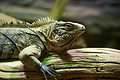 Wildlife in Cuba - Types of Cuban Animals - A-Z Animals
