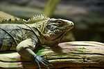 Iguana - A-Z Animals