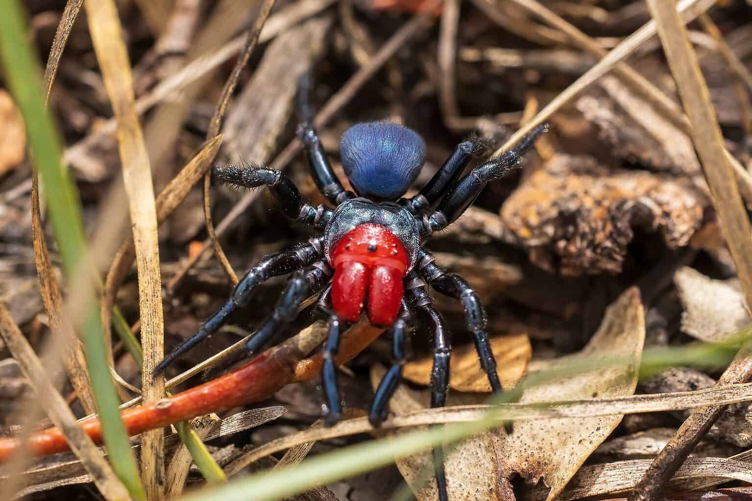 16 Black And Red Spiders (With Pictures Of Each) - A-Z Animals