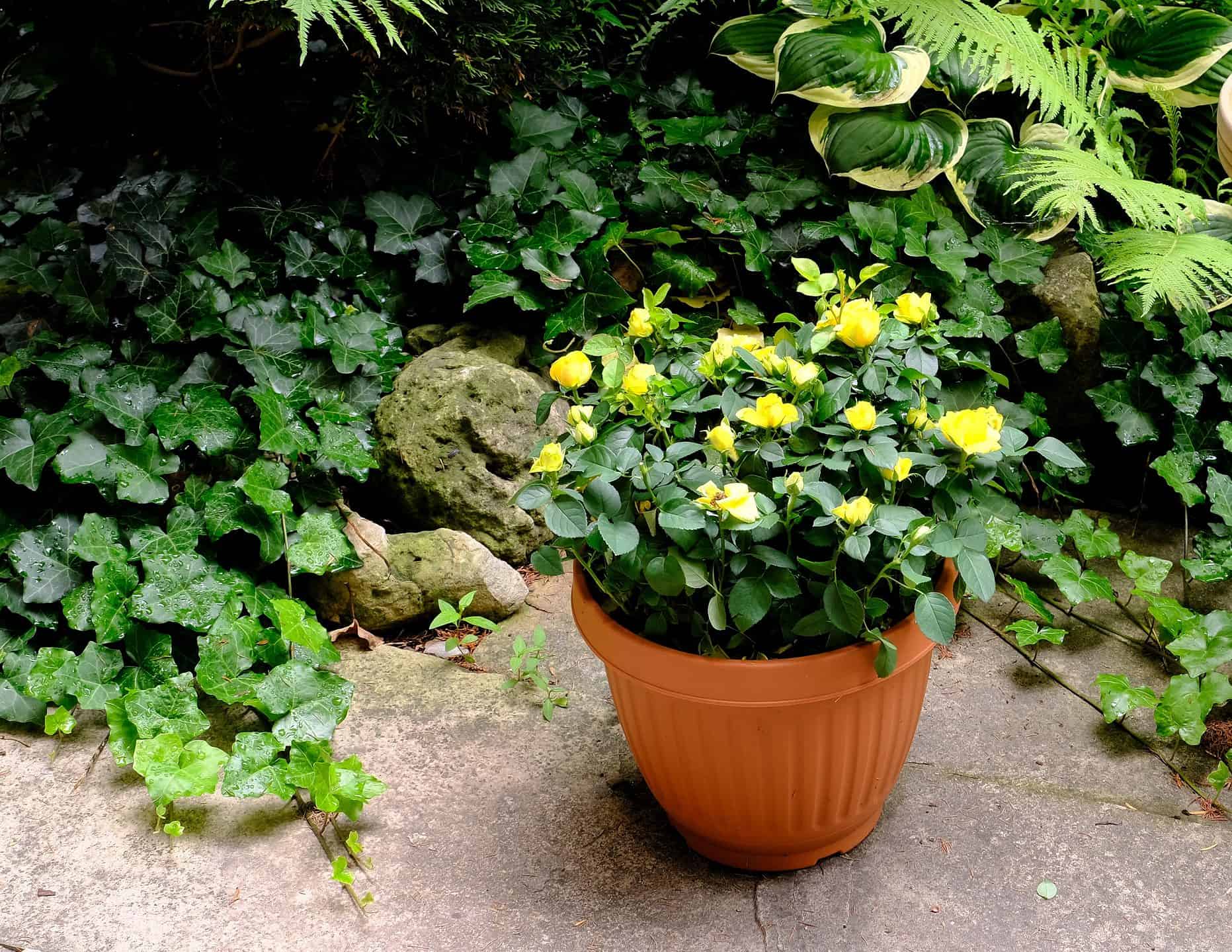 11 Types Of Charming Miniature Roses - A-Z Animals