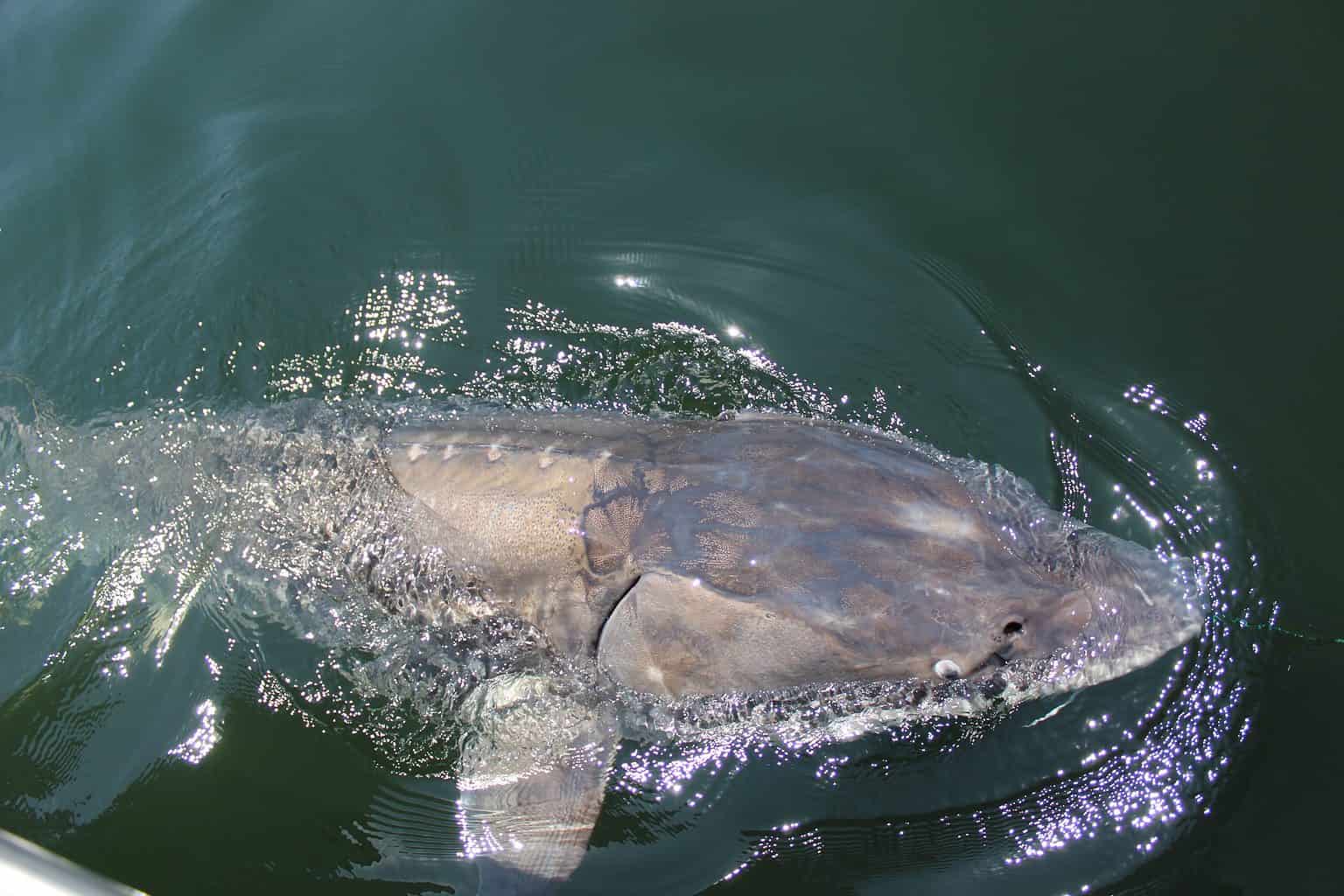 White Sturgeon Fish Facts - Acipenser transmontanus - A-Z Animals