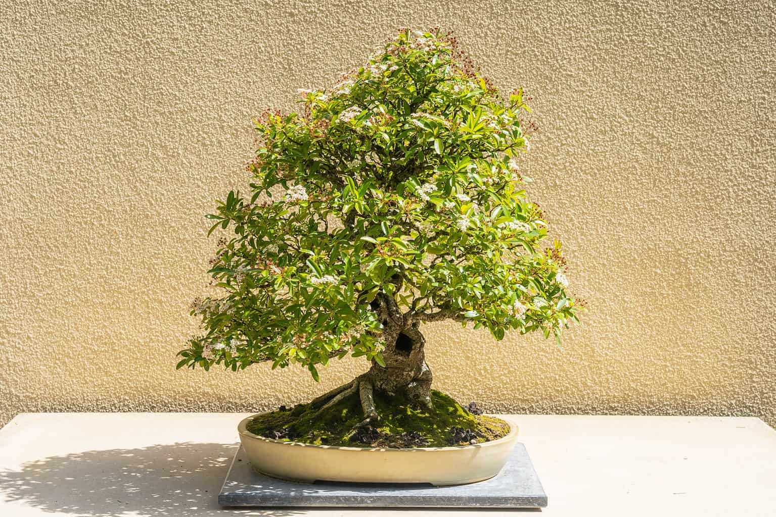 Firethorn Bonsai Tree Varieties, Care Guide & Propagation Tips