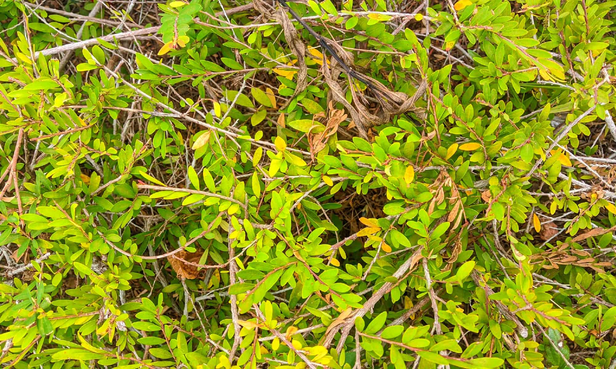 8 Native Plants in Utah - A-Z Animals
