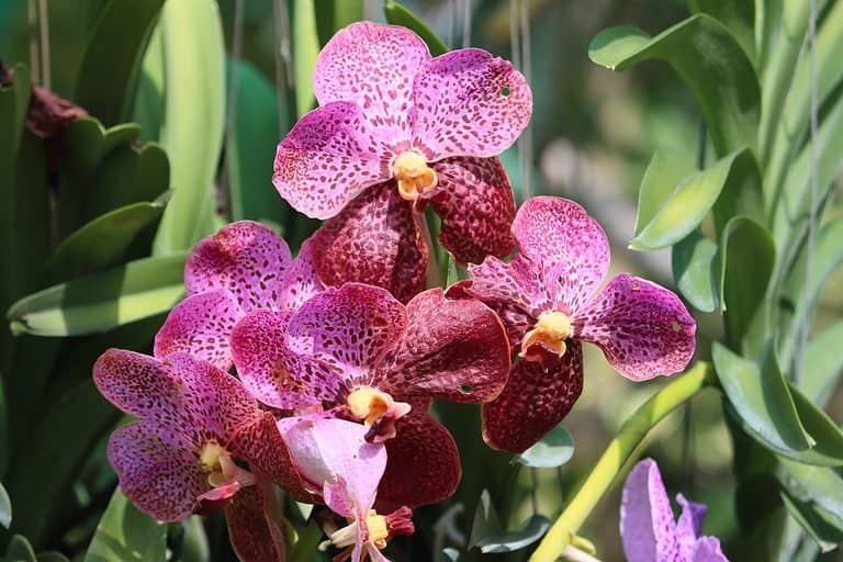18 Gorgeous Flowers Native to the Philippines - A-Z Animals