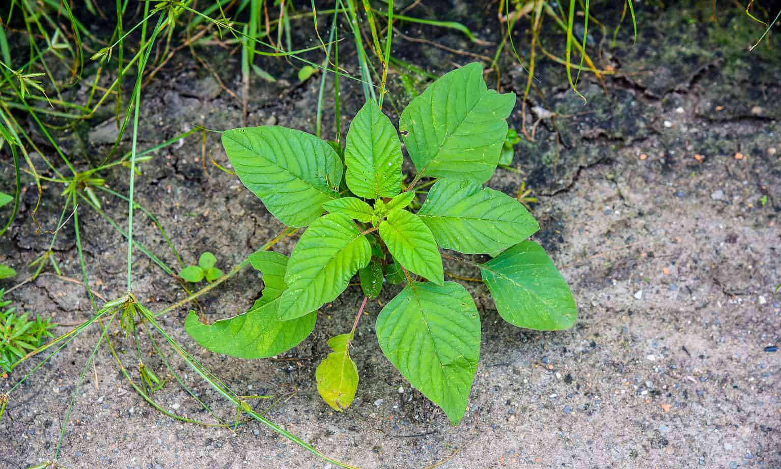 8 Native Plants in New Mexico - A-Z Animals