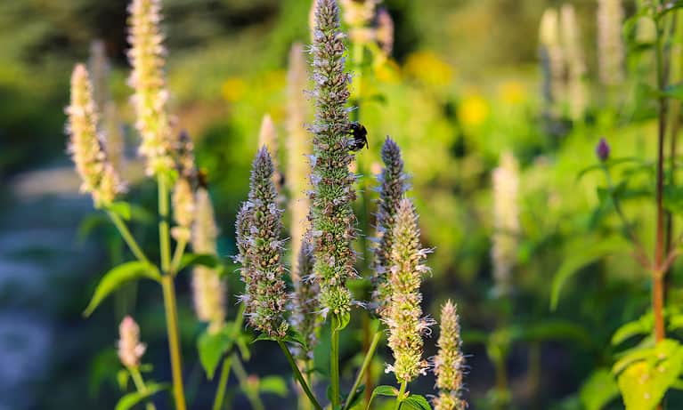 What is Hummingbird Mint? How to Grow it in Your Pollinator Garden - A ...