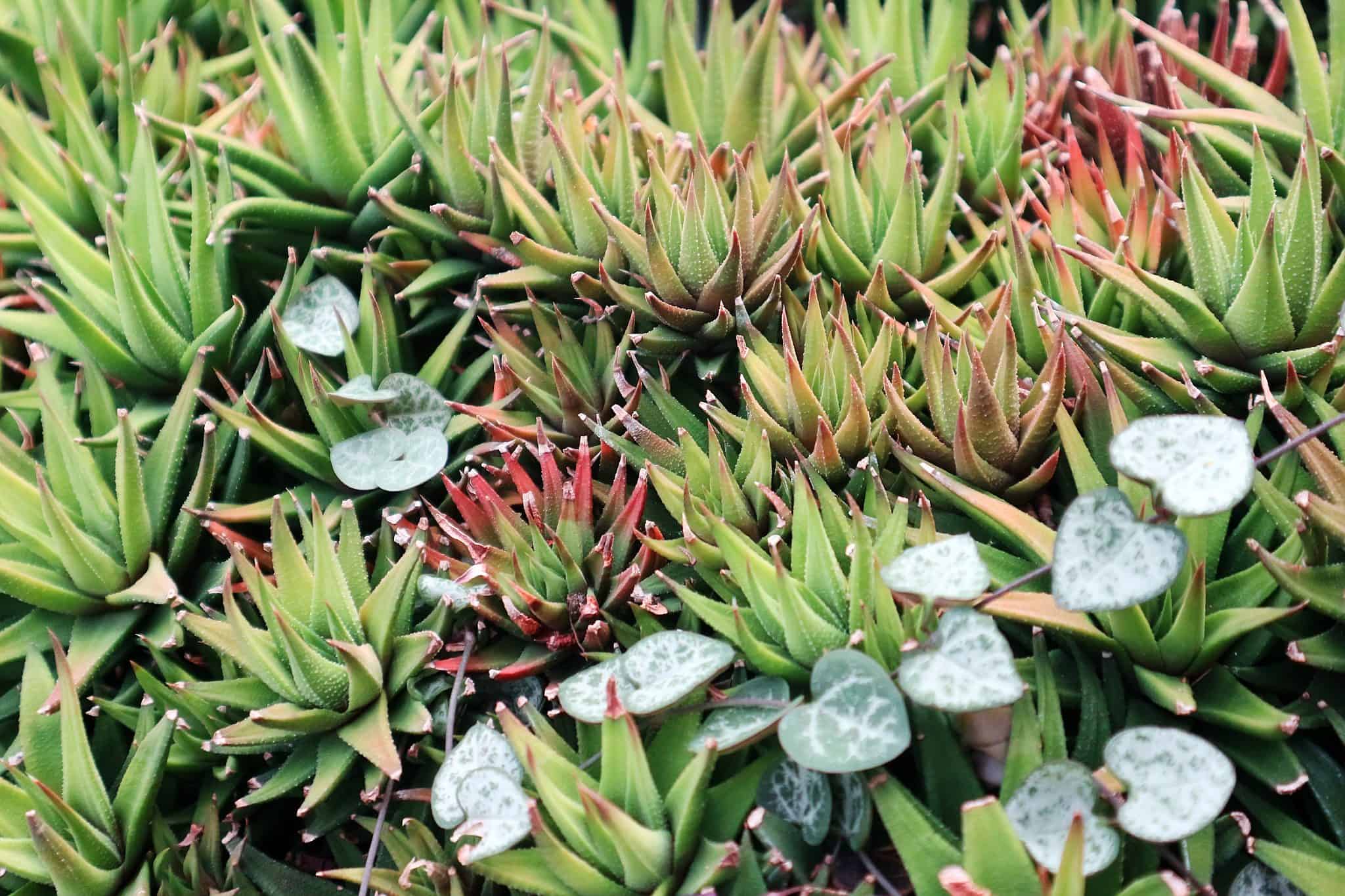Types Of Haworthia Succulents - A-Z Animals