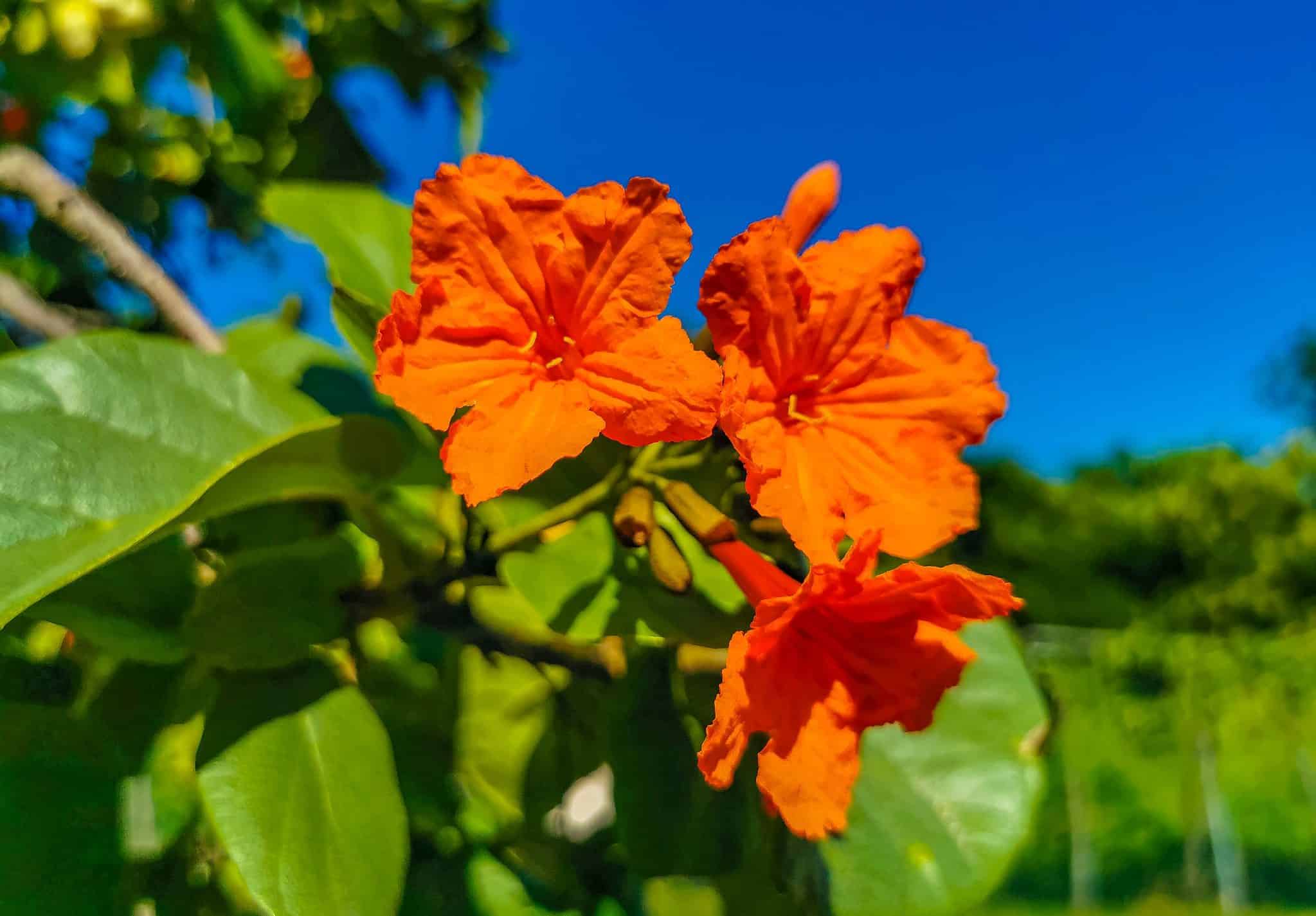 9 Native Plants In Hawaii - A-Z Animals