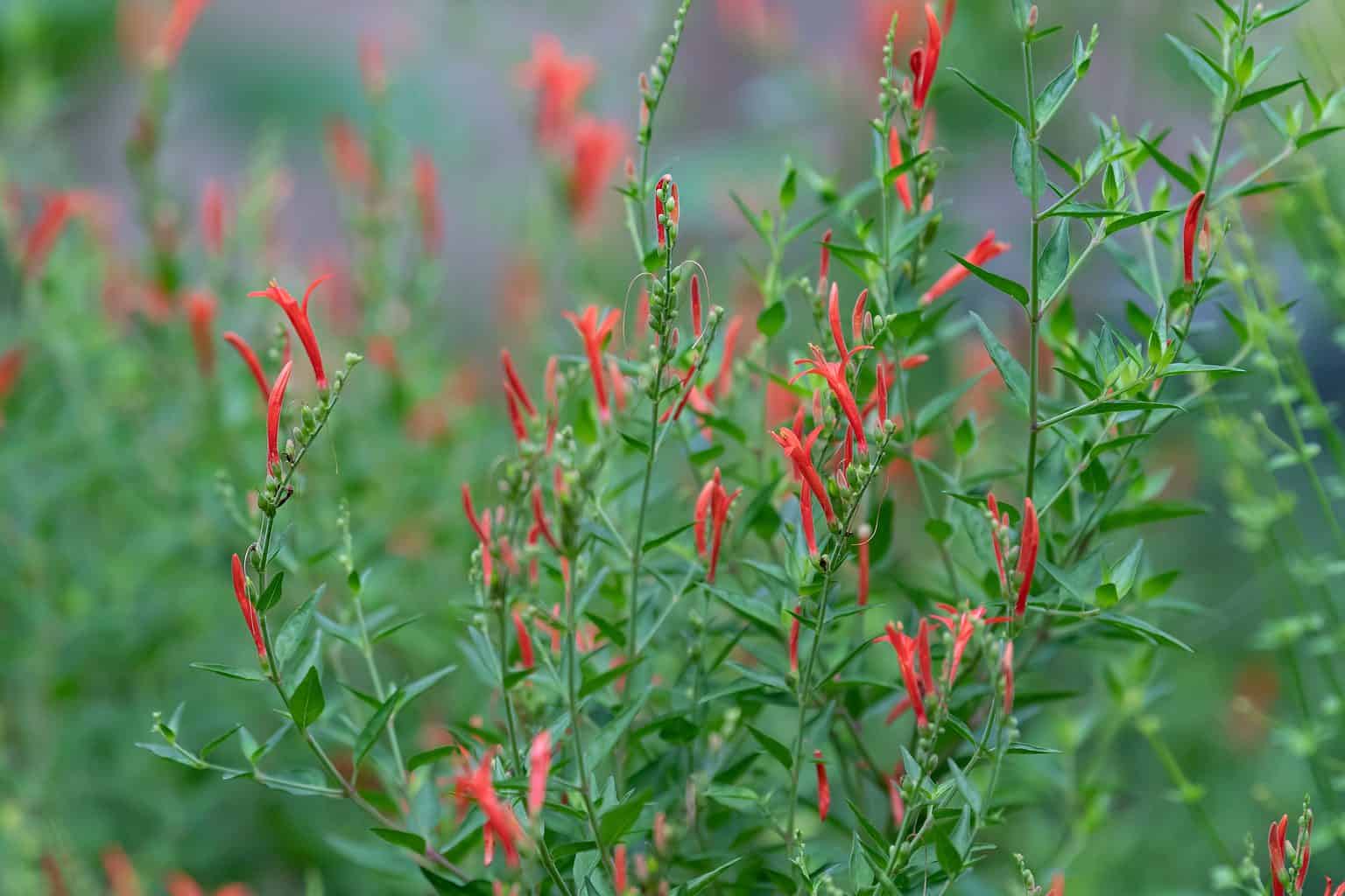 The 16 Best Shrubs to Plant in Texas (From Evergreen to Deciduous!) - A ...